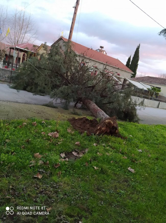 Τεράστιο πεύκο στην Μουριά, εκριζώθηκε από τον δυνατό αέρα, φράσσοντας ...